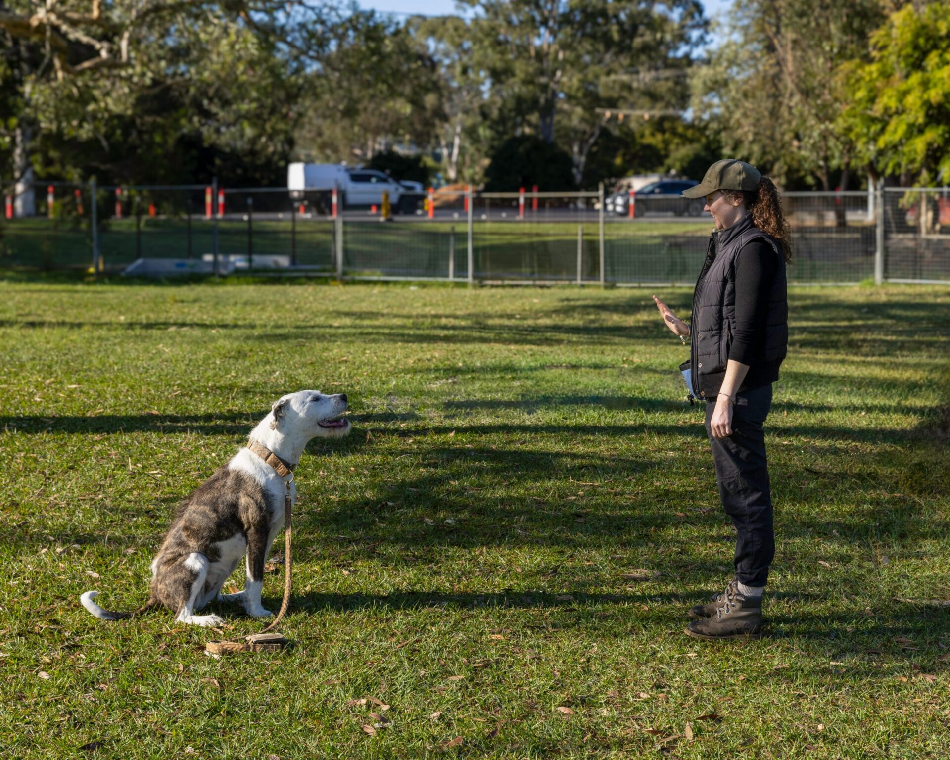 Gallery - Noosa Dog Training